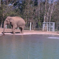 Elephant Odyssey - Balboa Park - San Diego, CA