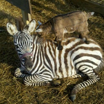 Boulder Ridge Wild Animal Park - Zoo